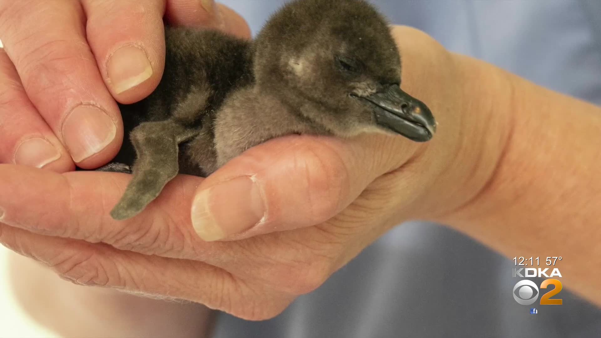 Baby Penguin Joins Flock At National Aviary - WNKY News 40 Television