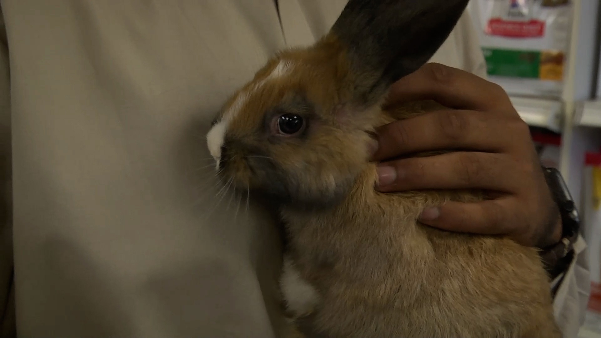 Pet of the Day - Scotty - WNKY News 40 Television