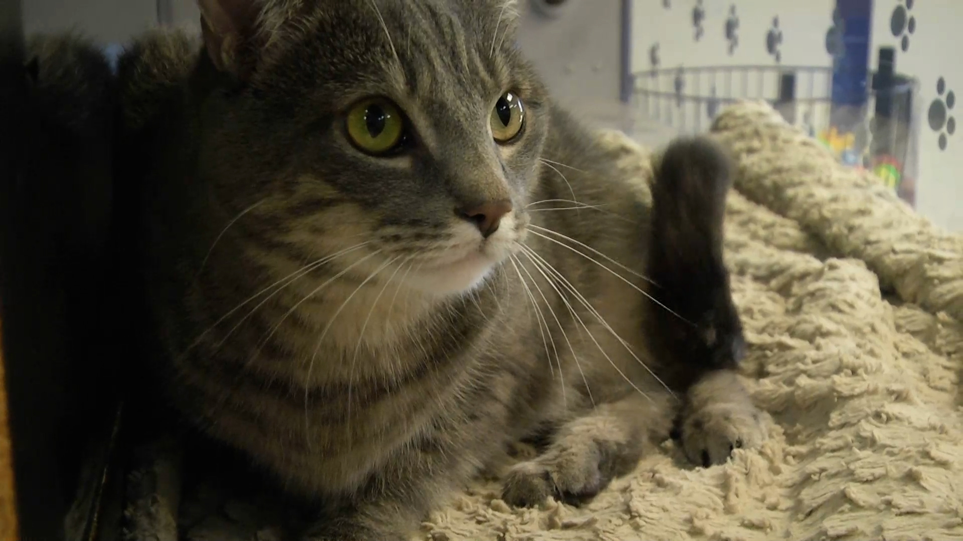 Pet of the Day - Cleopatra - WNKY News 40 Television