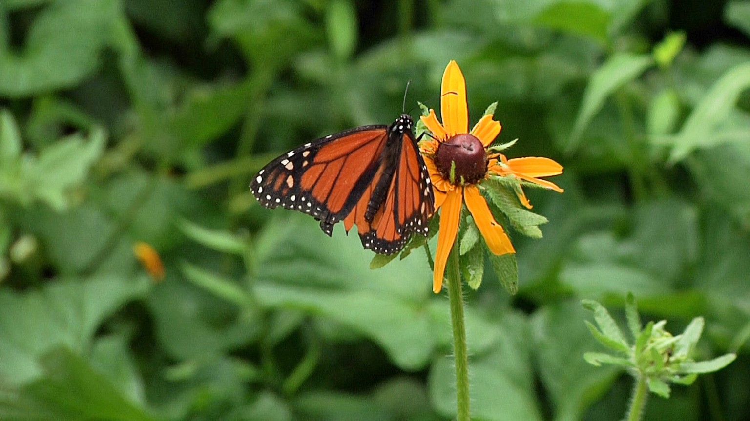 Native plants from Kentucky Transportation Cabinet crews nurture ...