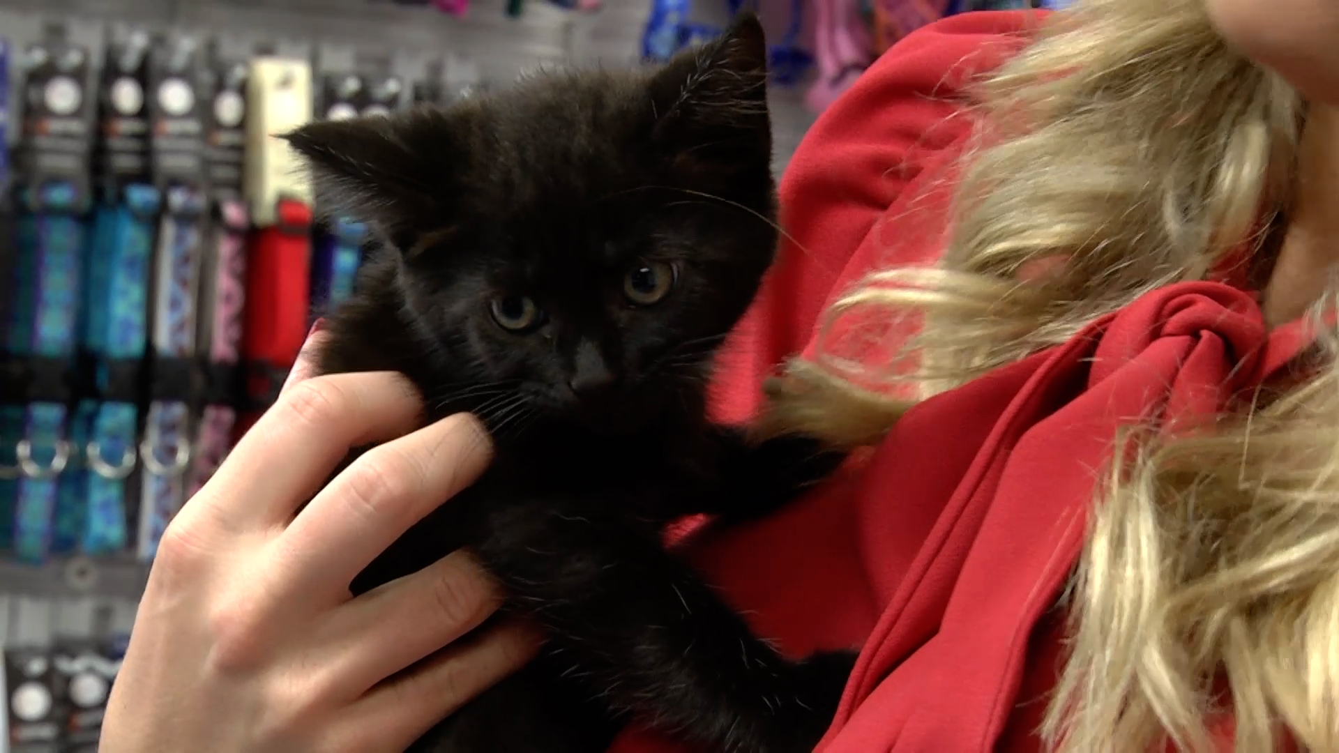 Pet of the Day - Lil' Pete - WNKY News 40 Television