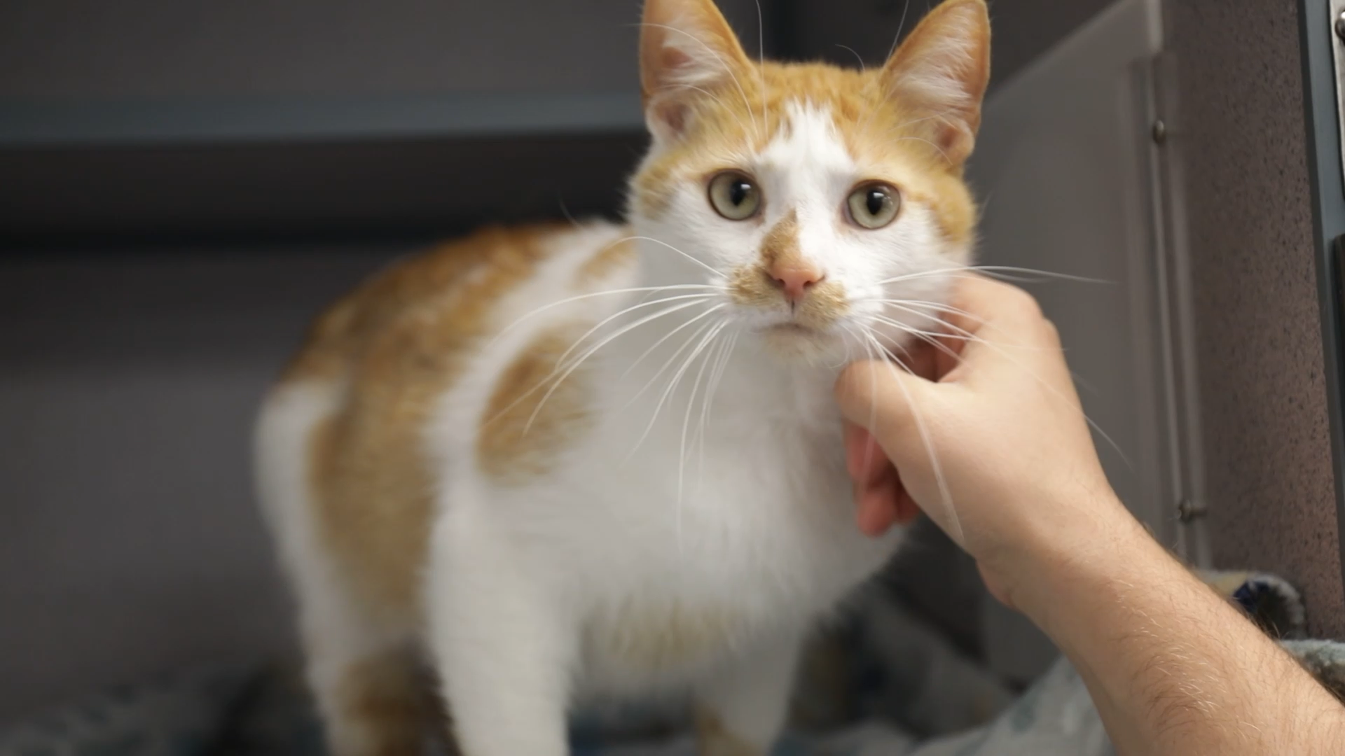 Pet of the Day - Popsicle - WNKY News 40 Television