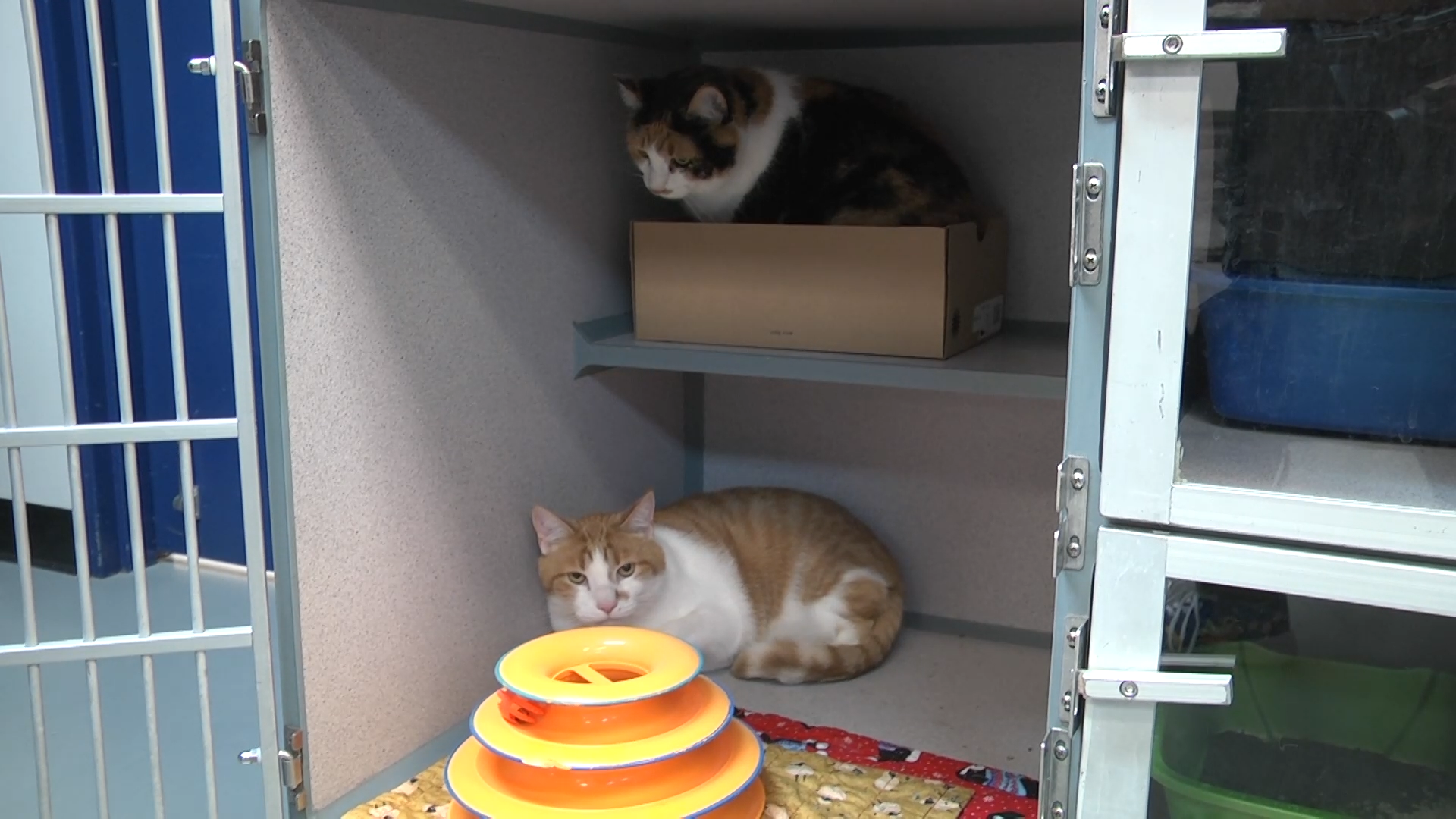 Pet of the Day - Snickers & Soda Pop - WNKY News 40 Television