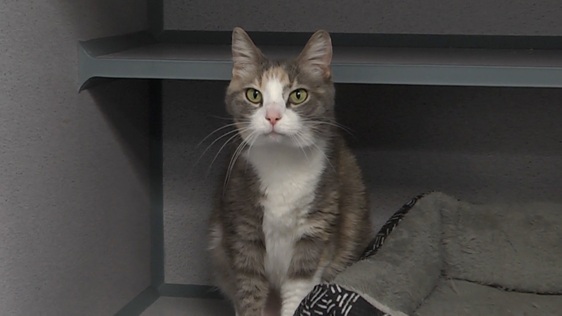 Pet of the Day - Simba - WNKY News 40 Television