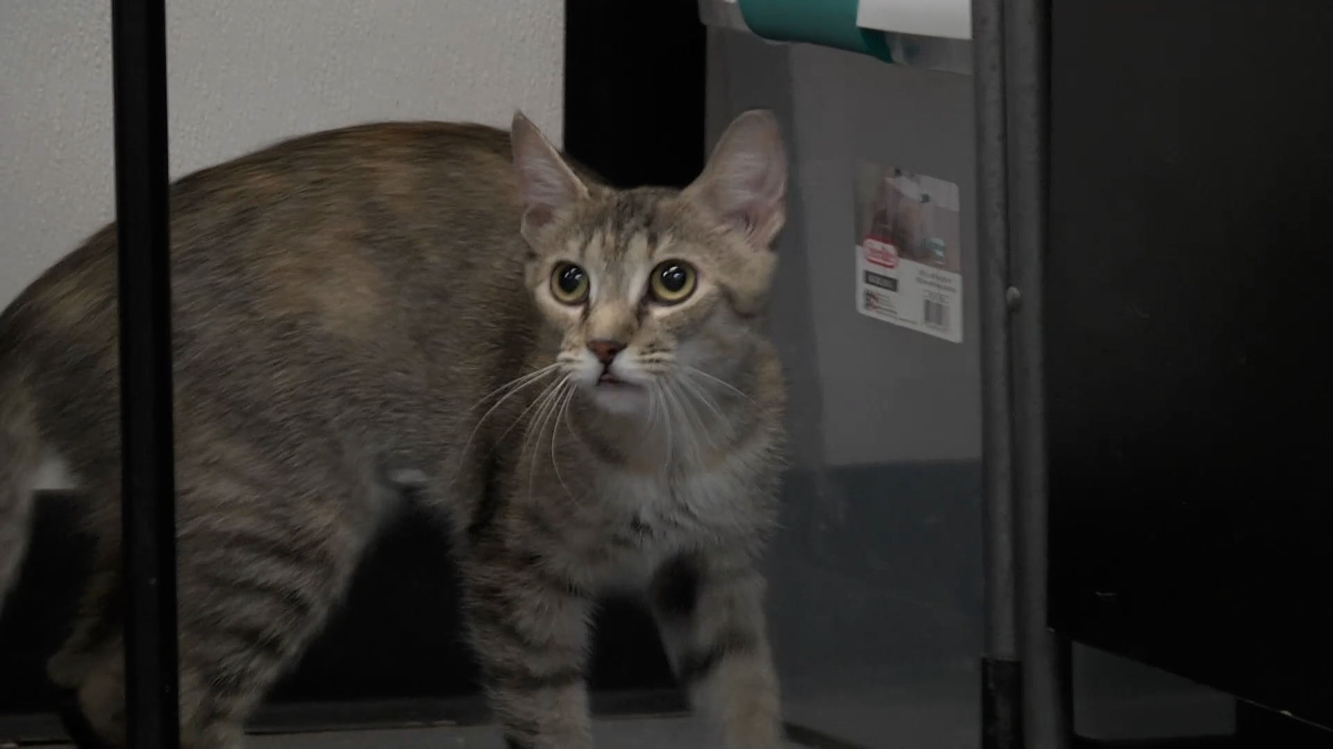 Pet of the Day - Freya - WNKY News 40 Television