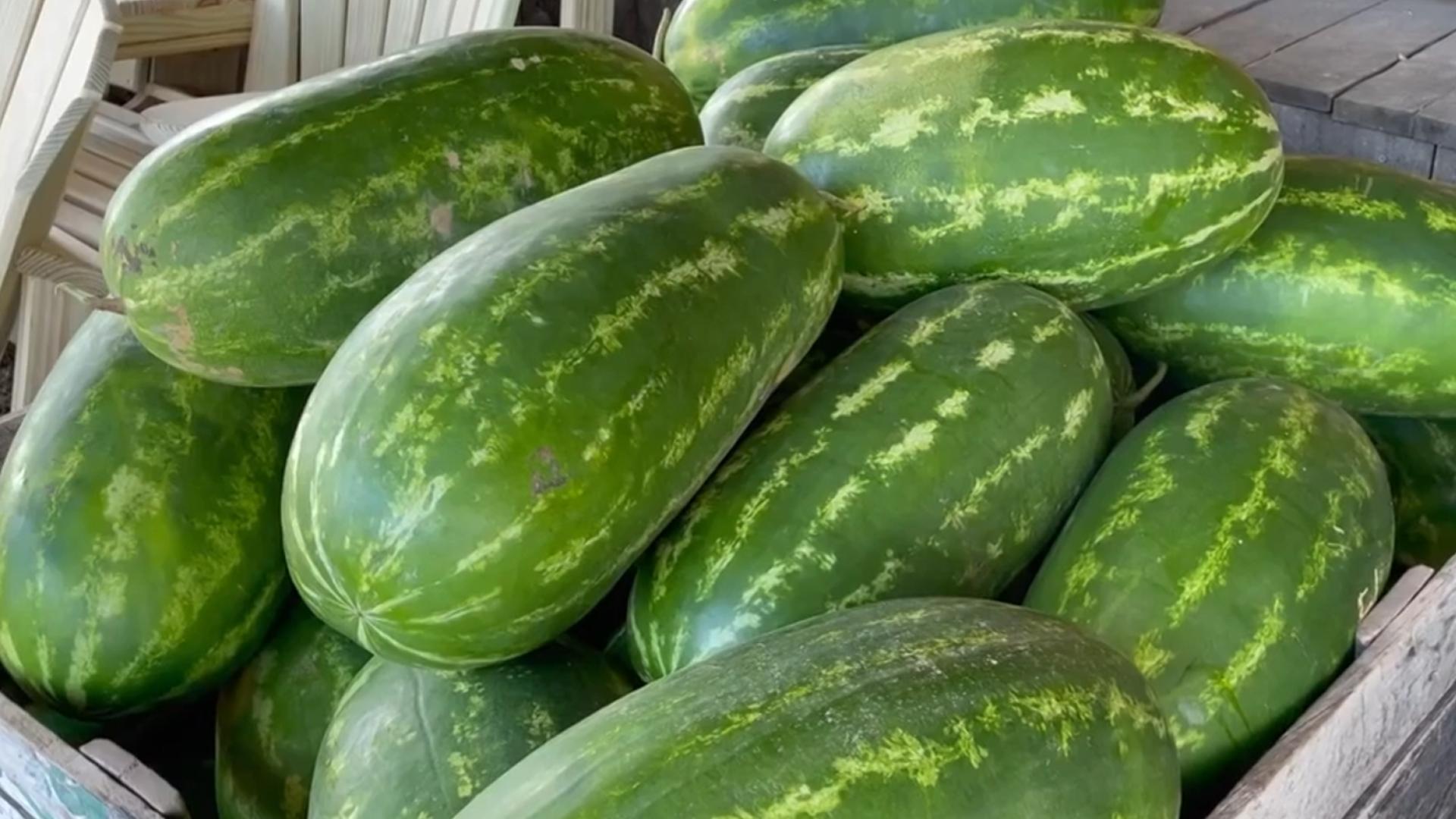 National Watermelon Day - WNKY News 40 Television