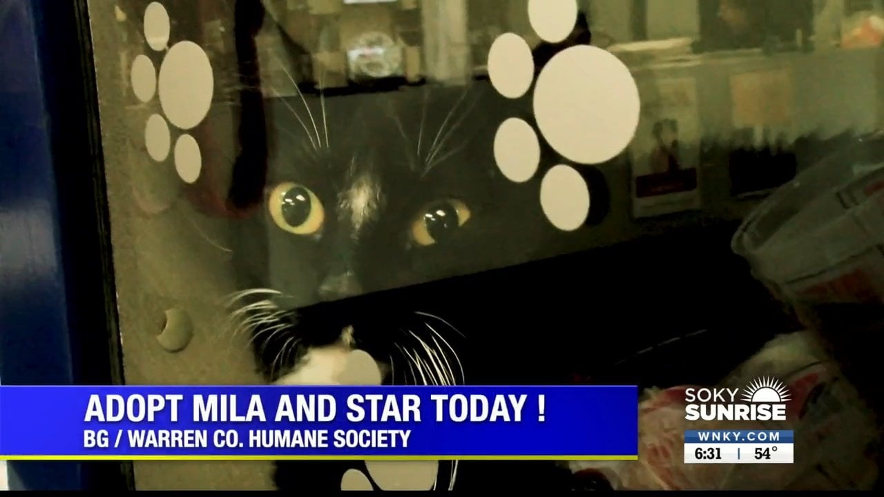 PET OF THE DAY - Mila and Star - WNKY News 40 Television