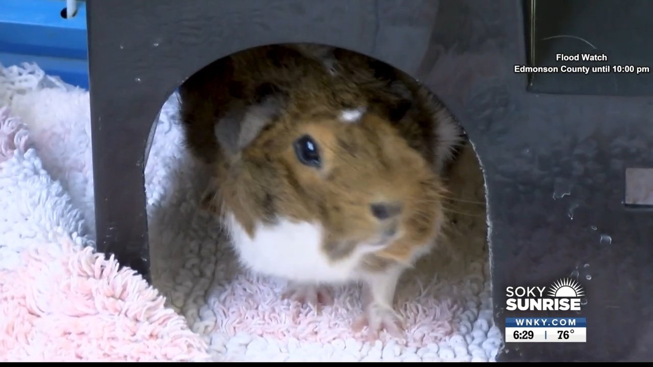 PET OF THE DAY -Willy - WNKY News 40 Television