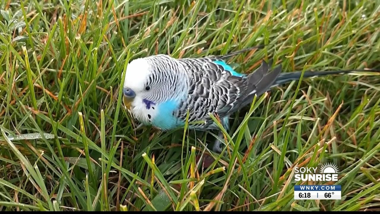 FEEL GOOD FRIDAY - Parakeet Returns Home - WNKY News 40 Television