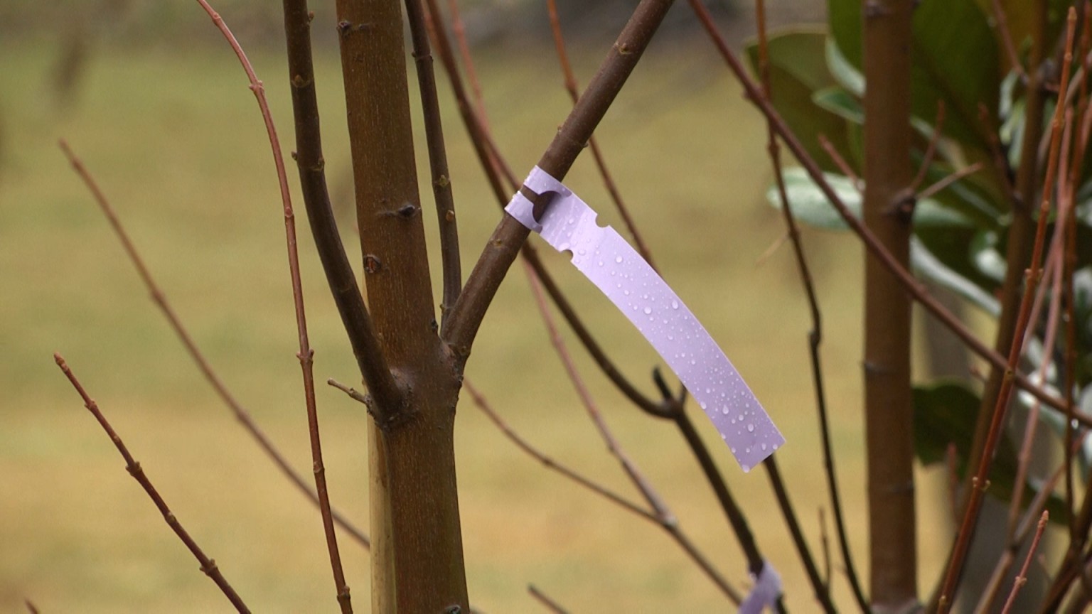 Operation Pride gives away 165 free trees to re-beautify community ...