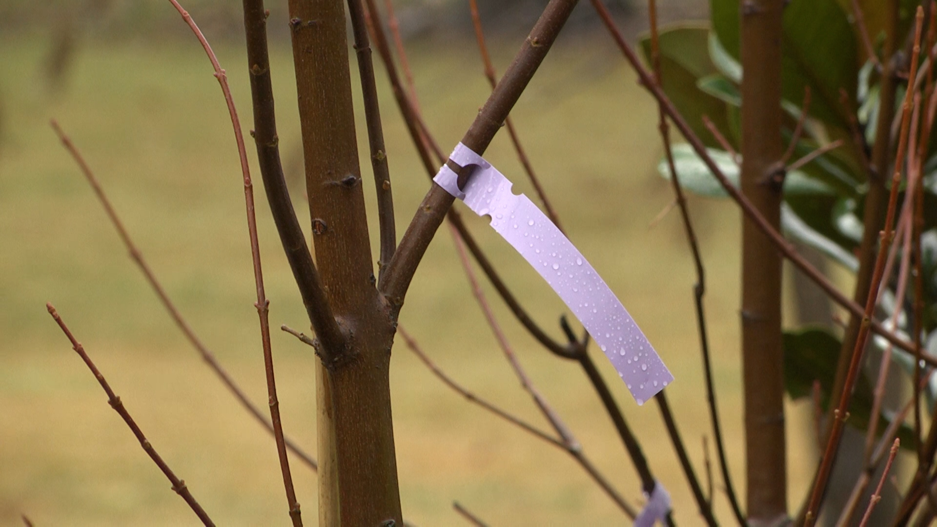 Operation Pride gives away 165 free trees to re-beautify community ...