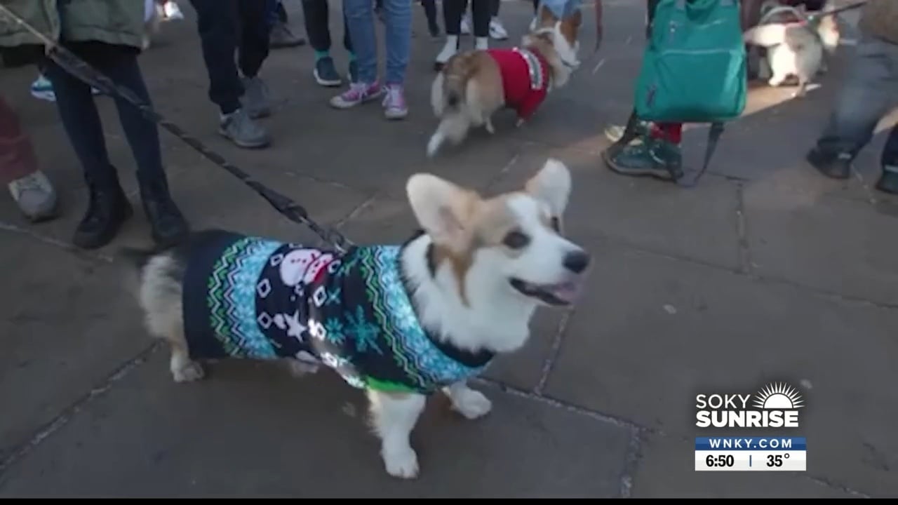 Feel Good Friday: Christmas with Corgis - WNKY News 40 Television