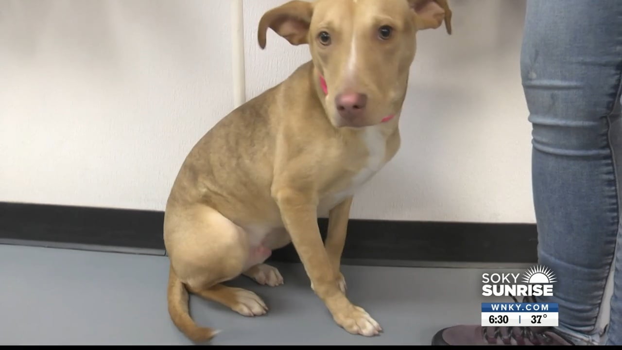 PET OF THE DAY - DIESEL - WNKY News 40 Television