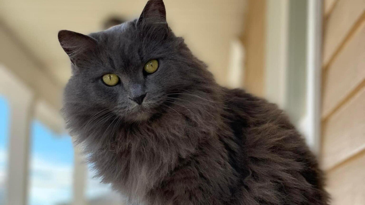 Feral cats in winter weather? Local humane society offers advice - WNKY ...