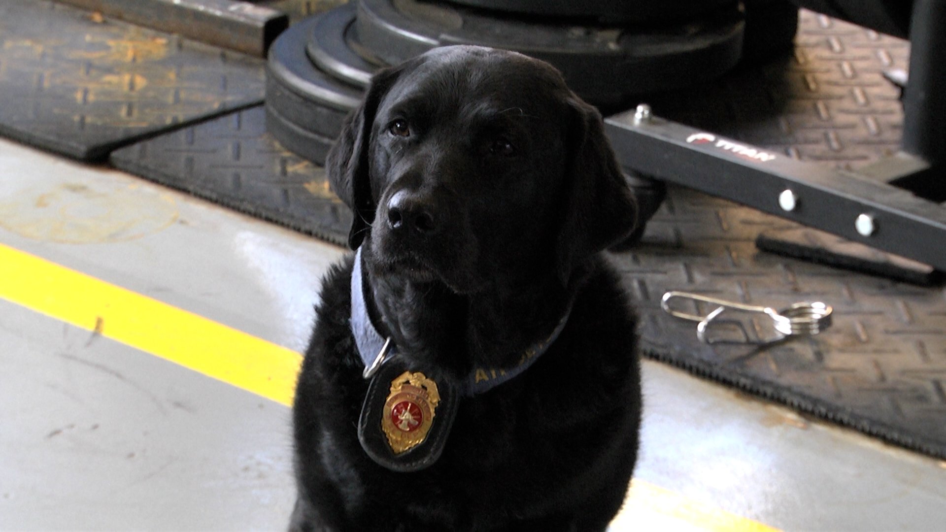 BGFD dog 'Millie' is only ATF accelerant detection canine in Kentucky ...