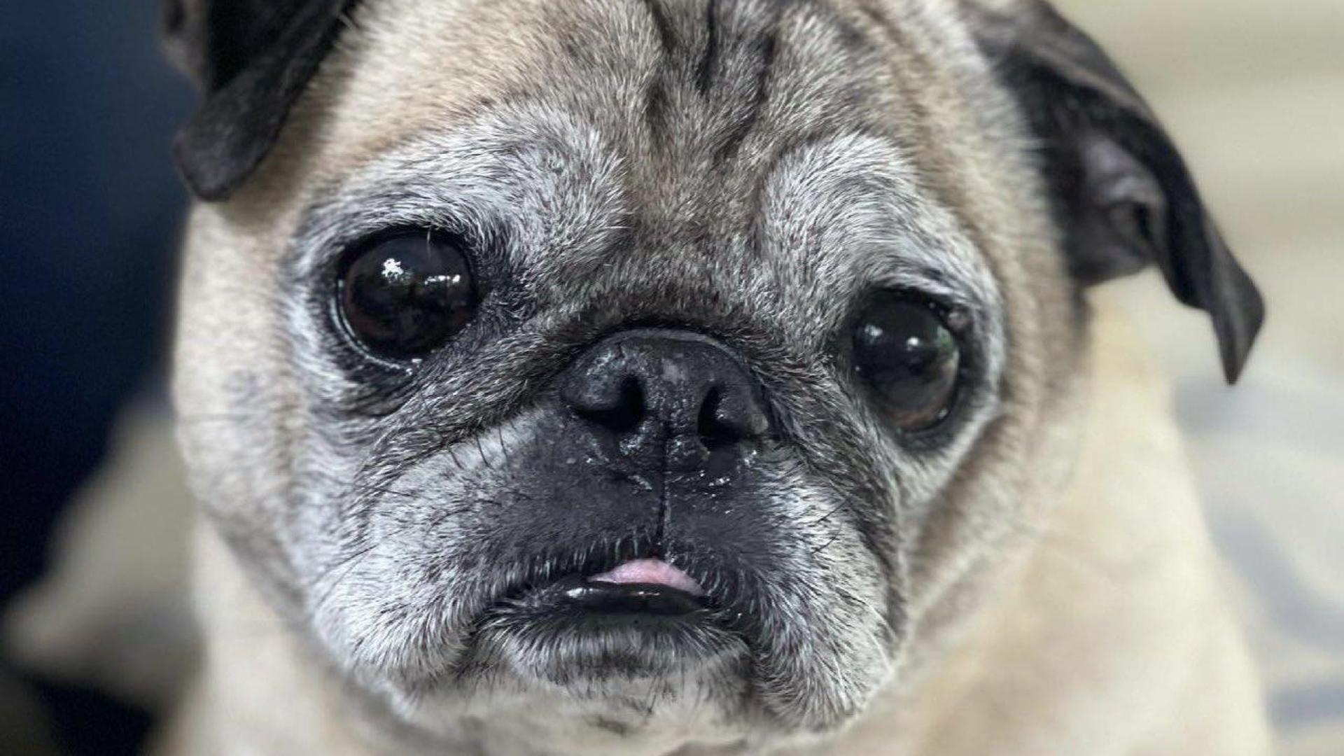 Pug who went viral on TikTok for 'no bones day' dies - WNKY News 40 ...