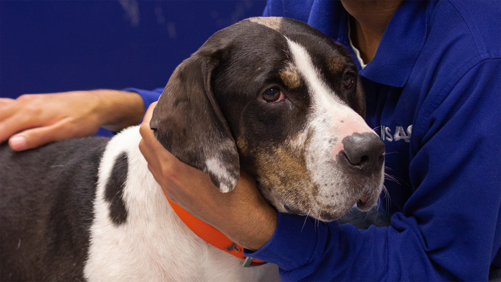 Pet of the Day: Diesel - WNKY News 40 Television