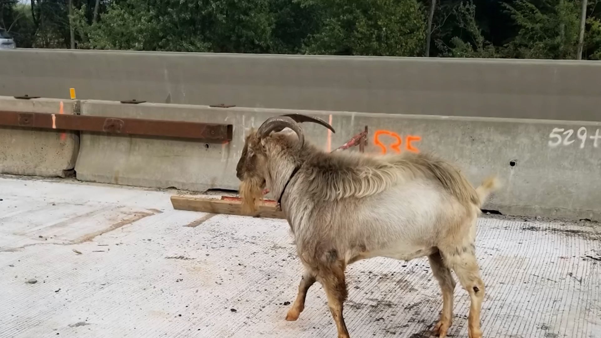 Houdini, the goat who owned I-65 - WNKY News 40 Television