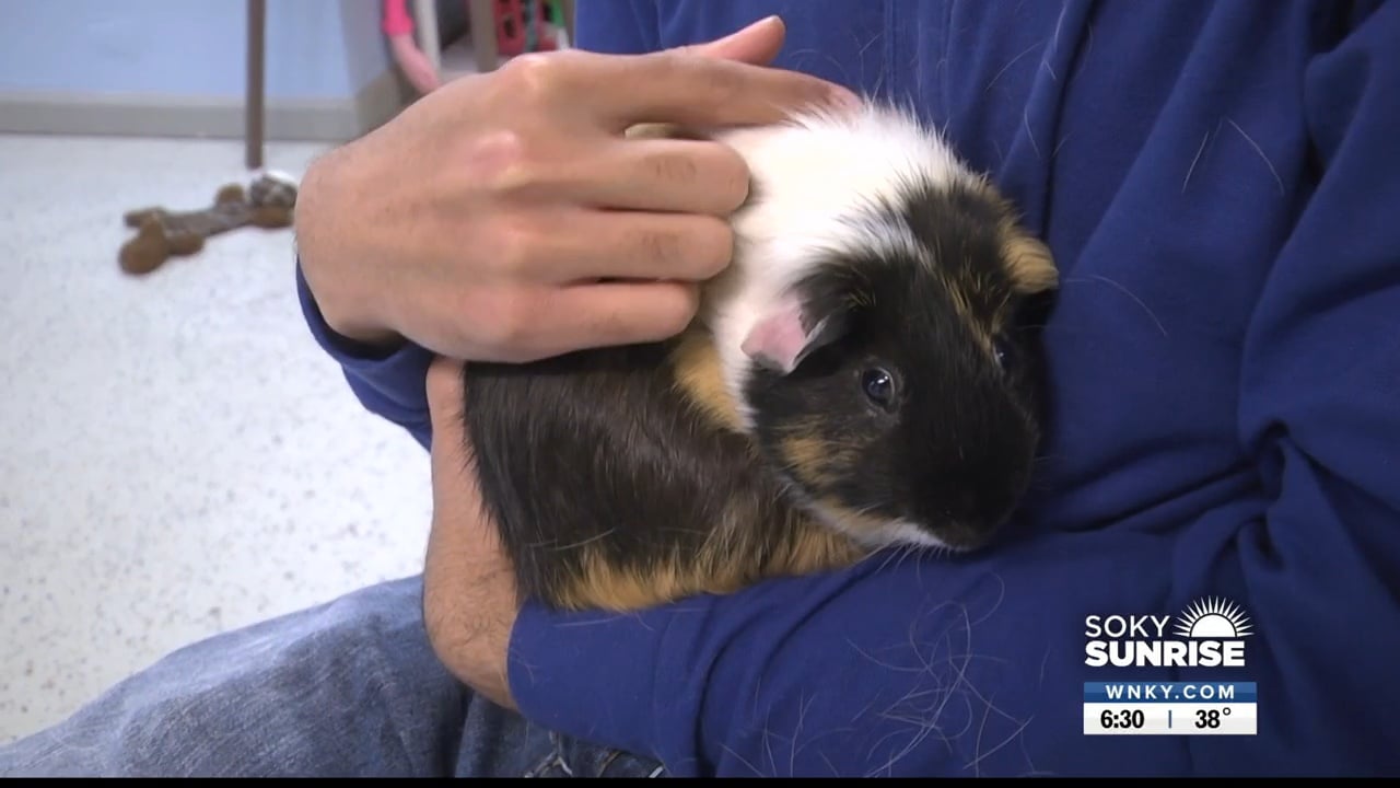 Pet of the Day: Mr. Guinea Pig - WNKY News 40 Television