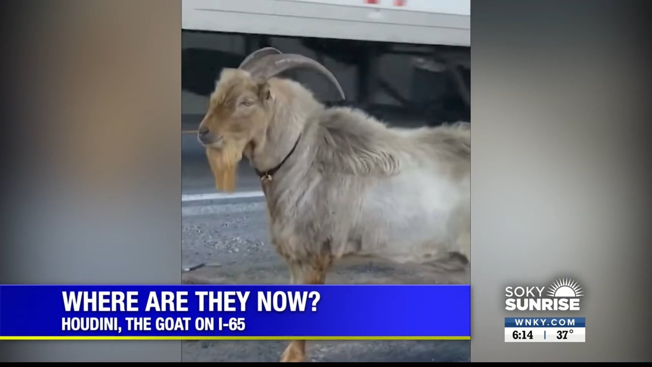 Feel Good Friday: 1-65 Goat, Houdini! - WNKY News 40 Television
