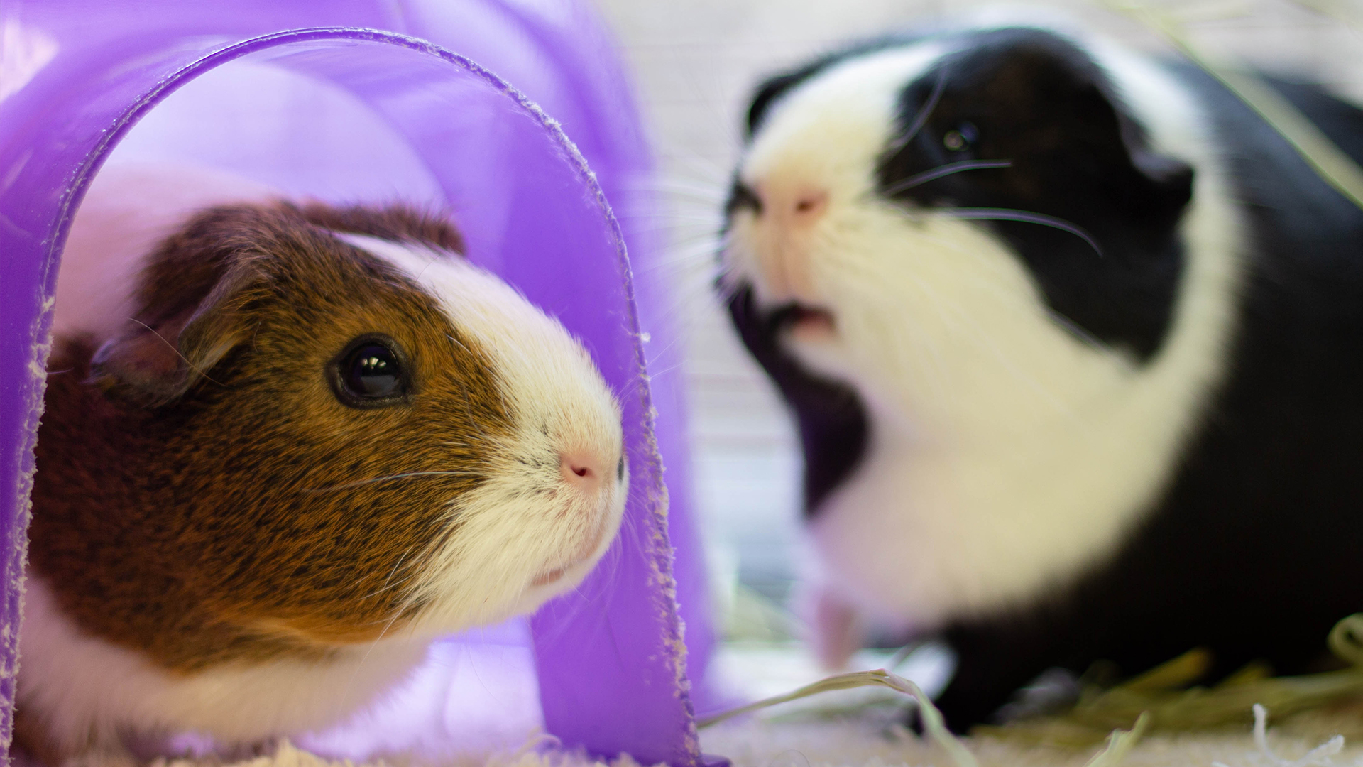 Pet of the Day: Addie and Pippi - WNKY News 40 Television