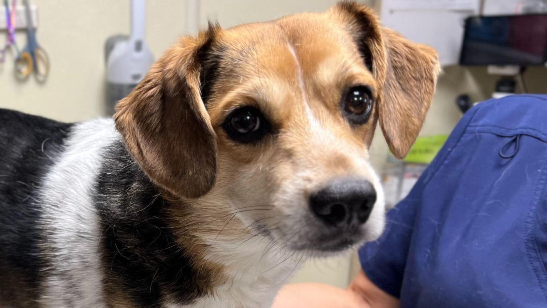 Kentucky Humane Society rescues dog named Everything Beagle - WNKY News ...