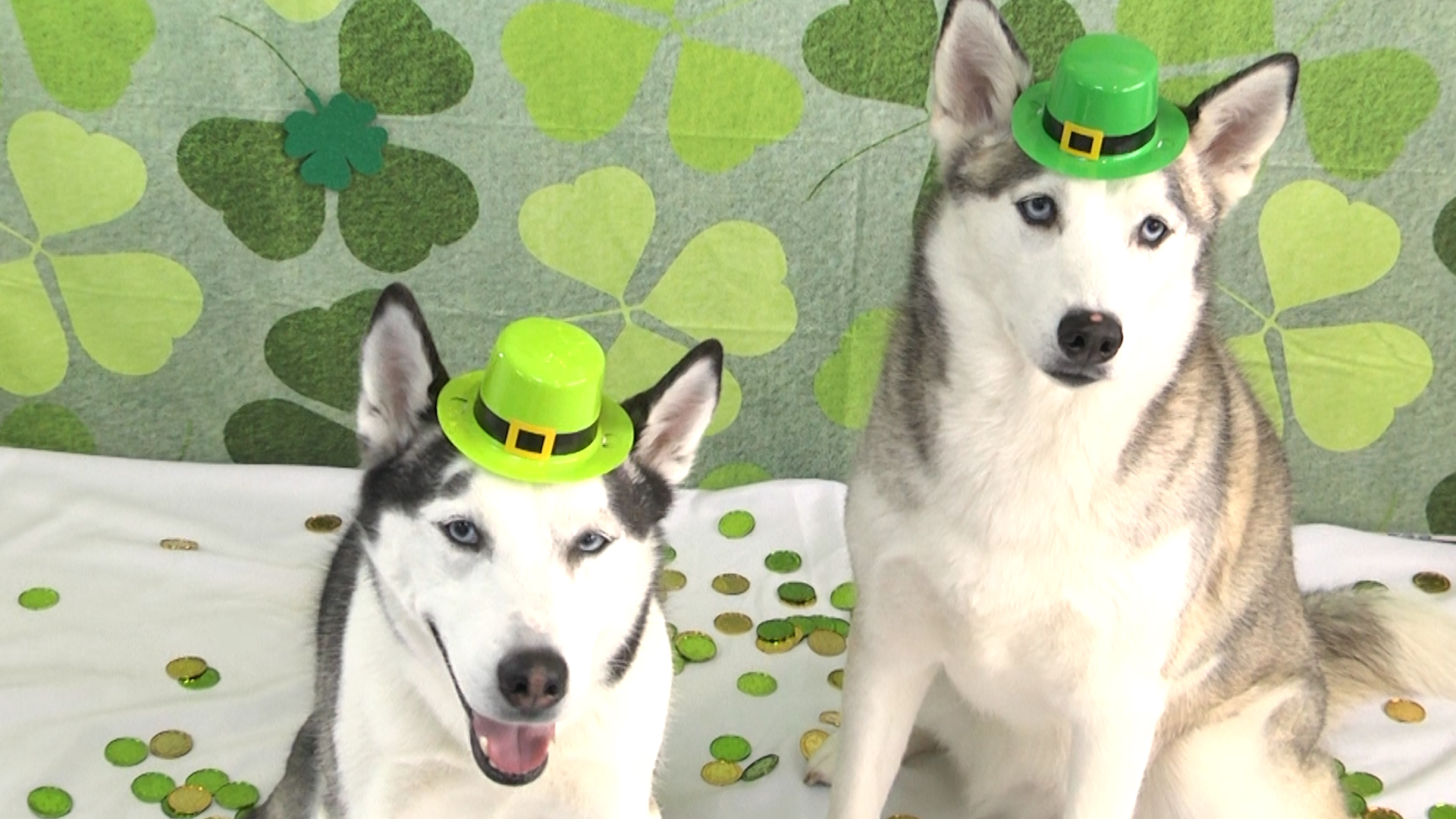St. Patrick's Day Paw-ty celebrates with kissing booth and doggie-safe ...