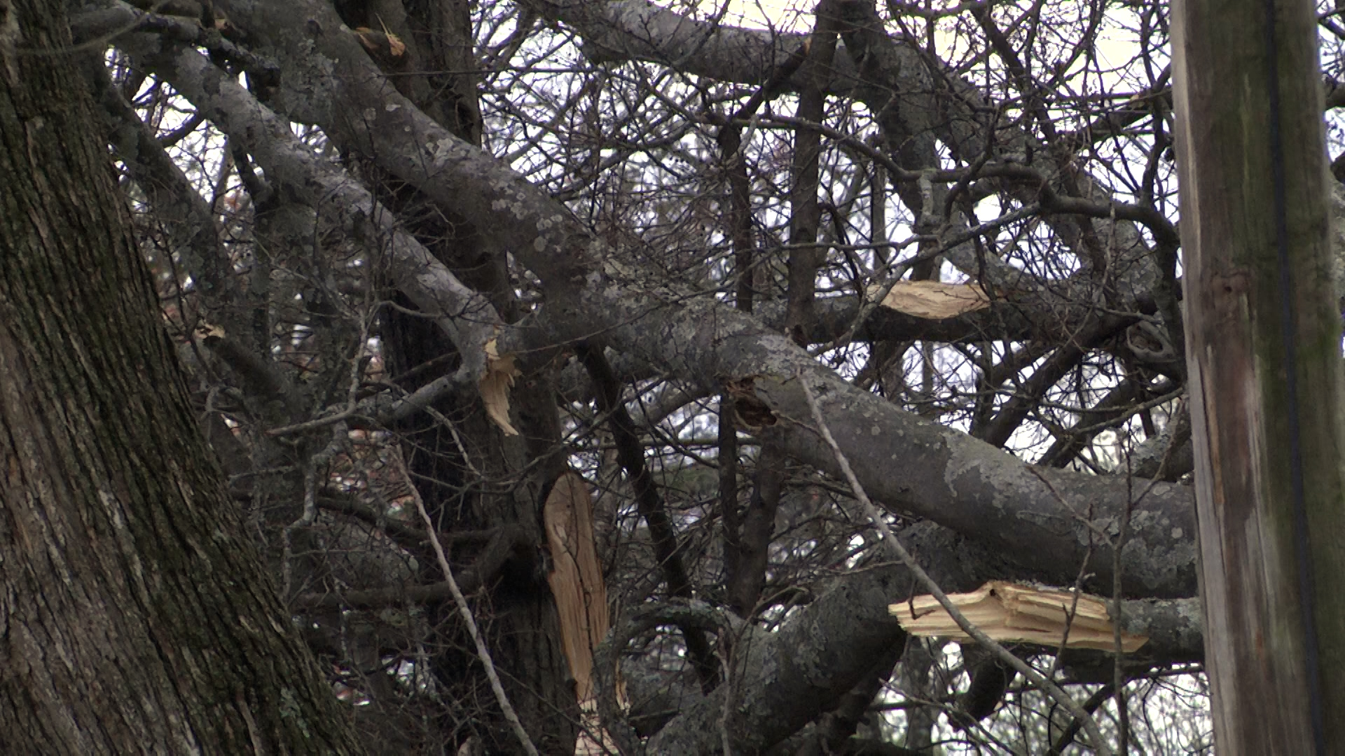 Tree Week Walk spreading knowledge and appreciation for trees - WNKY ...