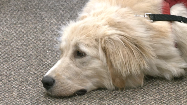 Mammoth Cave rangers learn to identify service dogs - WNKY News 40 ...