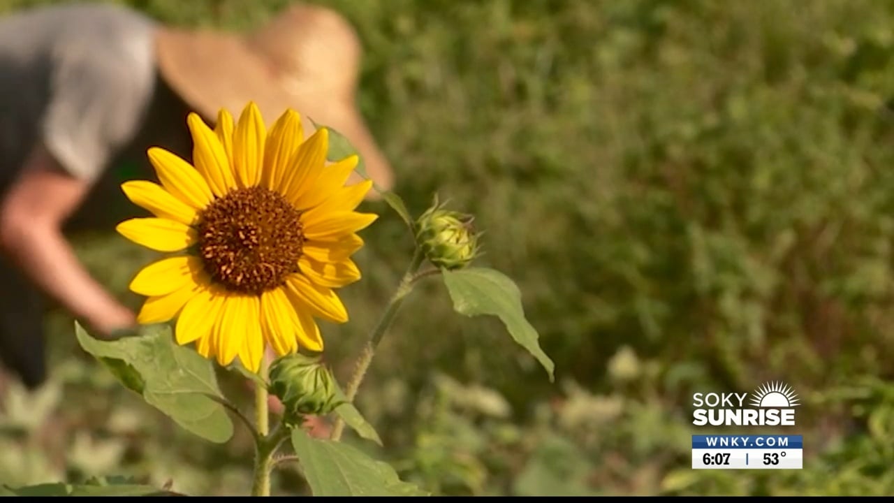 Living Well: How to Save Your Back While Gardening - WNKY News 40 ...