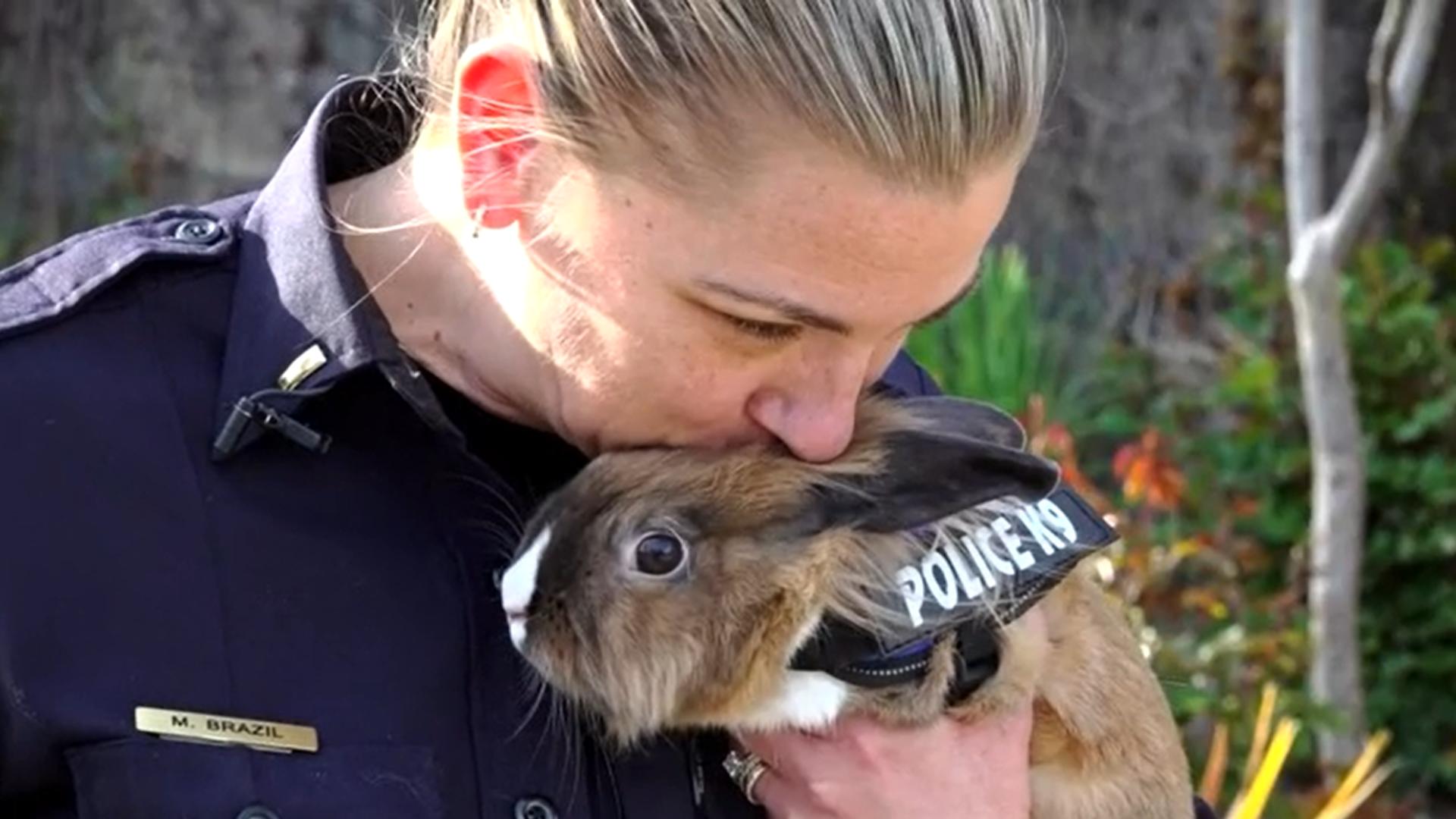 Bunny with a badge: Rabbit helps officers with mental health - WNKY News 40 Television