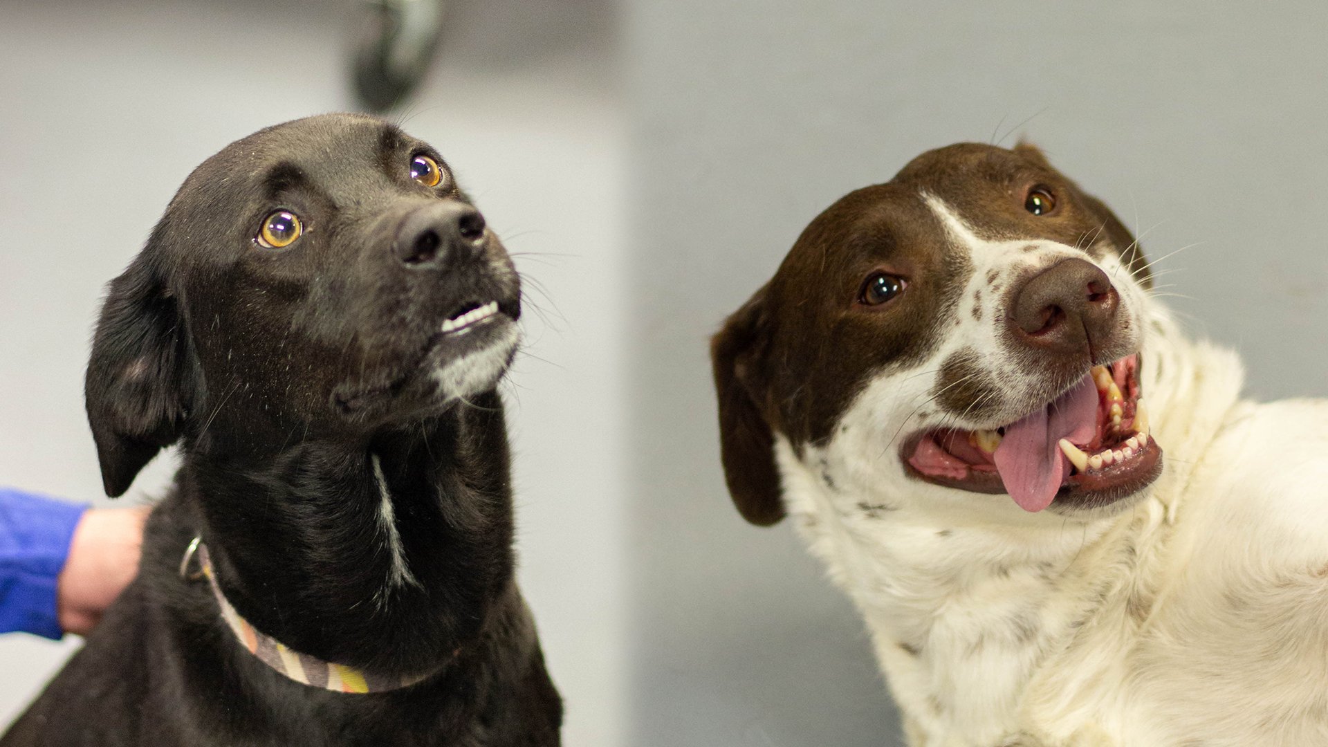 Pet of the Day: Loki & Moonpie - WNKY News 40 Television