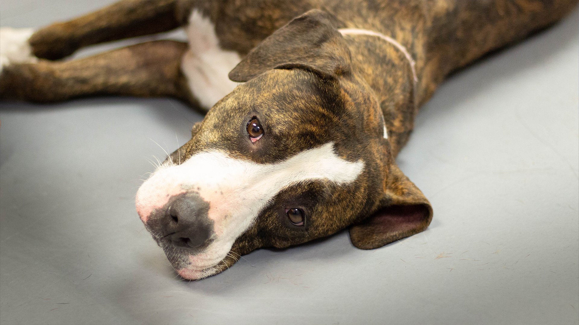 Pet of the Day: Too-Ticky - WNKY News 40 Television