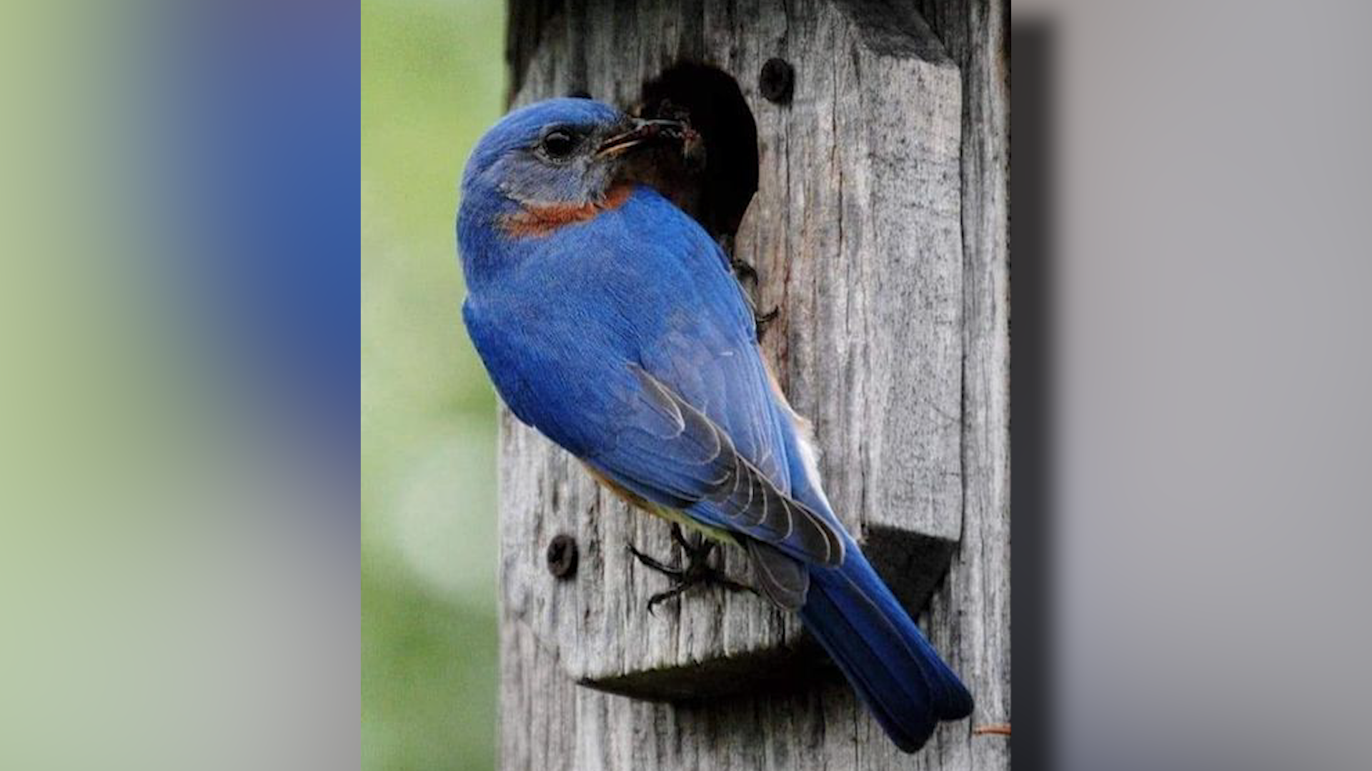 Spring 2023 brings prime birding season for SoKY - WNKY News 40 Television