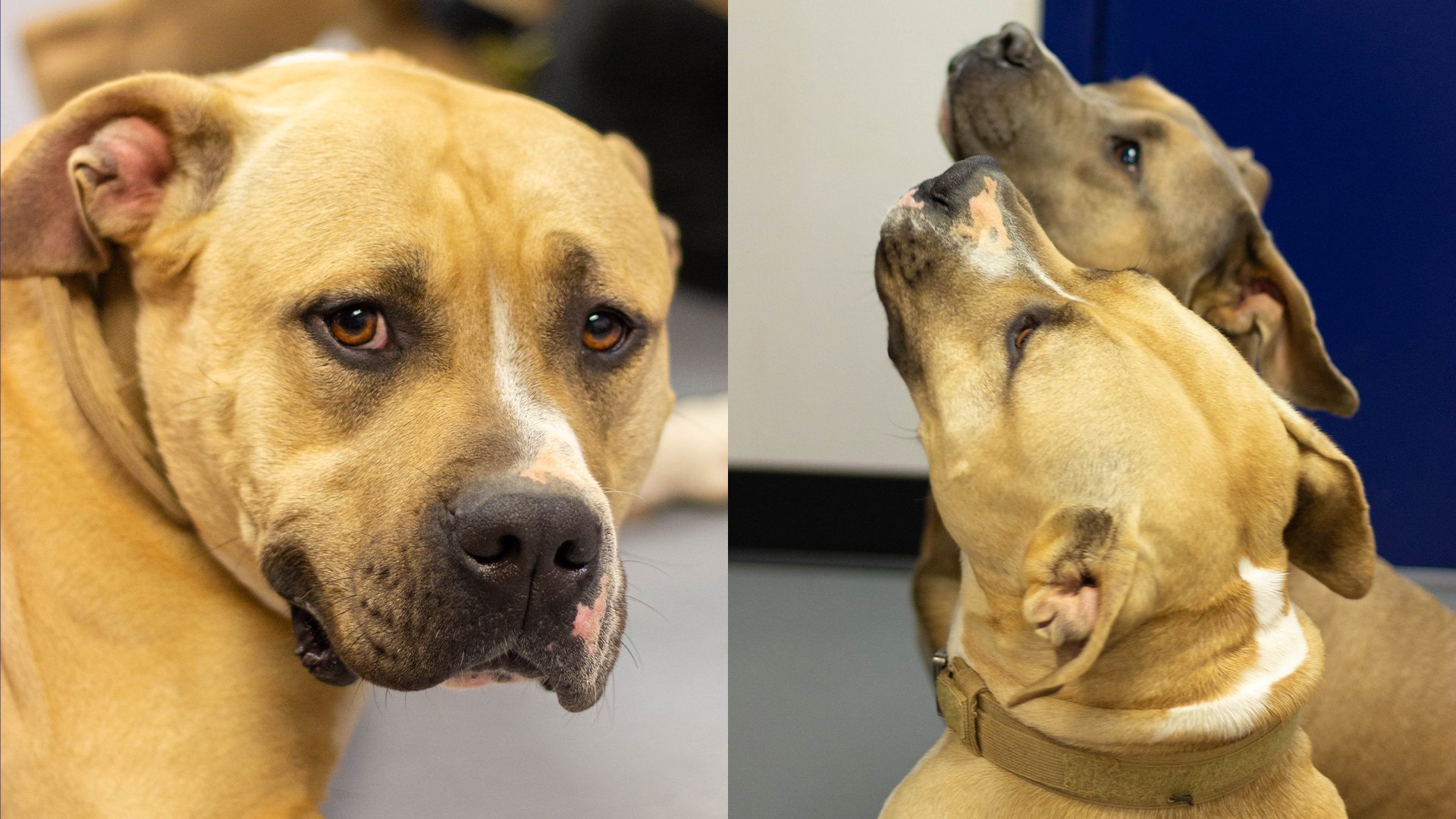 Pet of the Day: Brutus & Magnum - WNKY News 40 Television