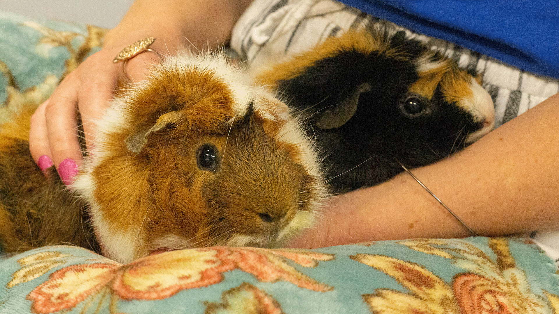 PET OF THE DAY -Shrek and Donkey - WNKY News 40 Television