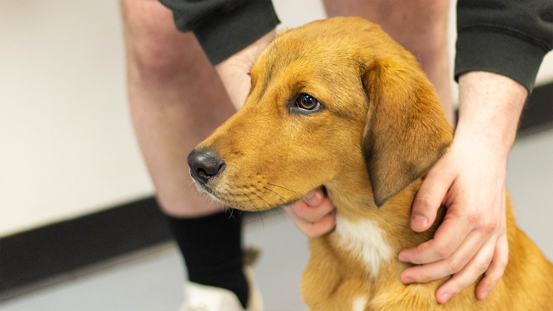 Pet of the Day: Ice Man - WNKY News 40 Television