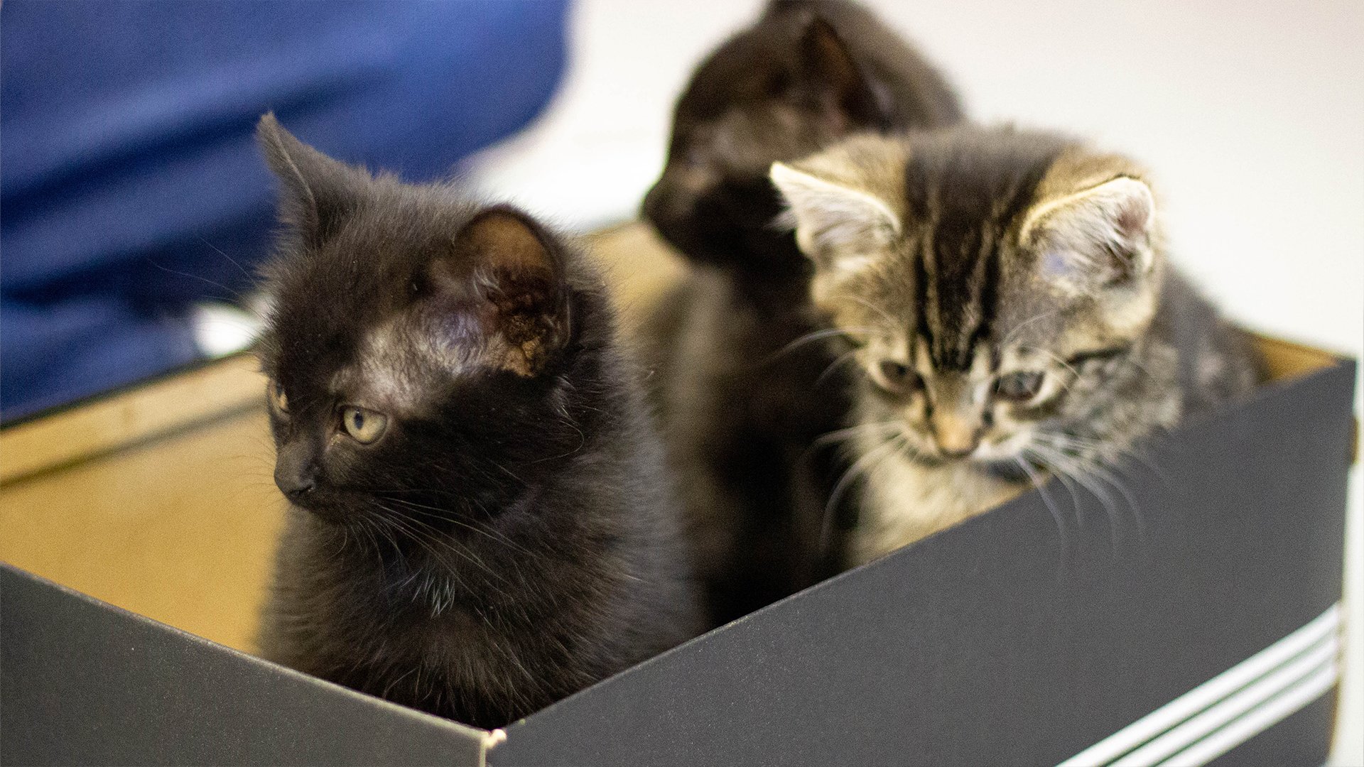 Pet of the Day: Kitten Season! - WNKY News 40 Television