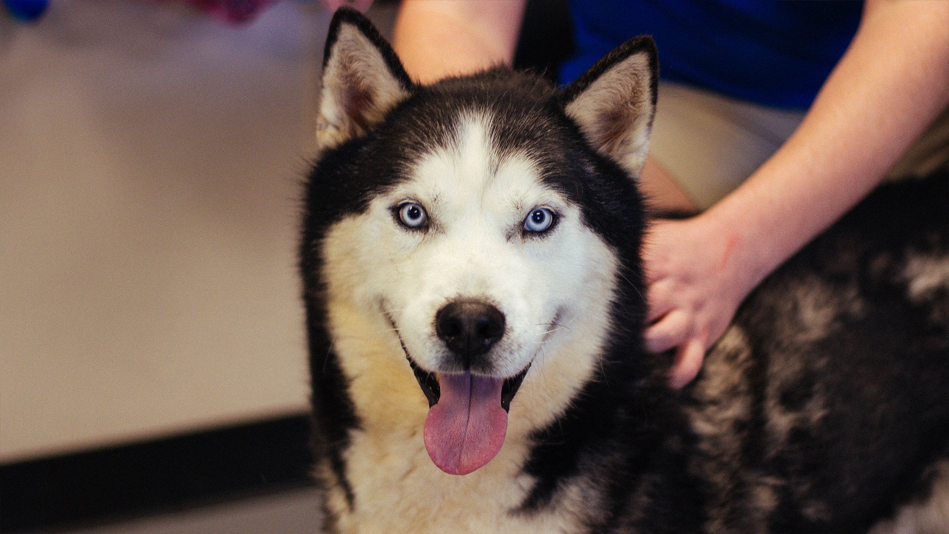 Pet of the Day: Jack - WNKY News 40 Television