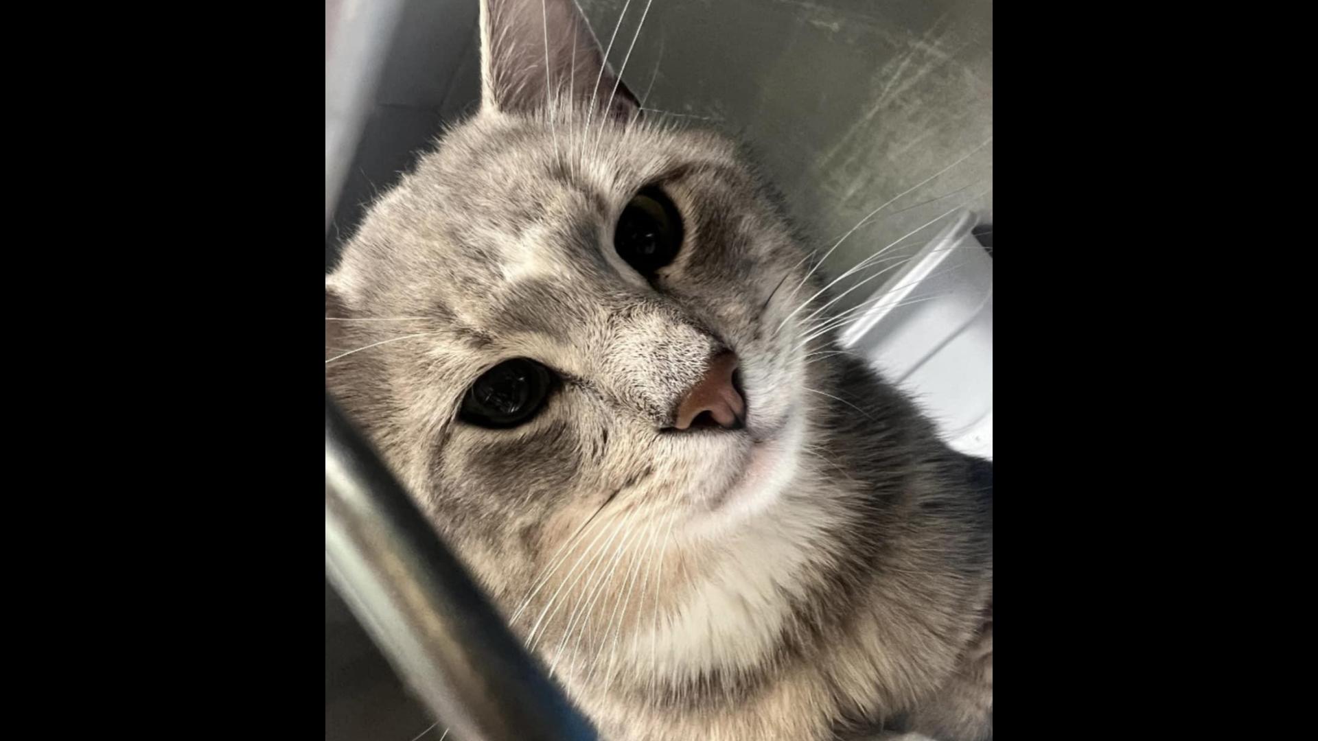 Deaf cat up for adoption - WNKY News 40 Television