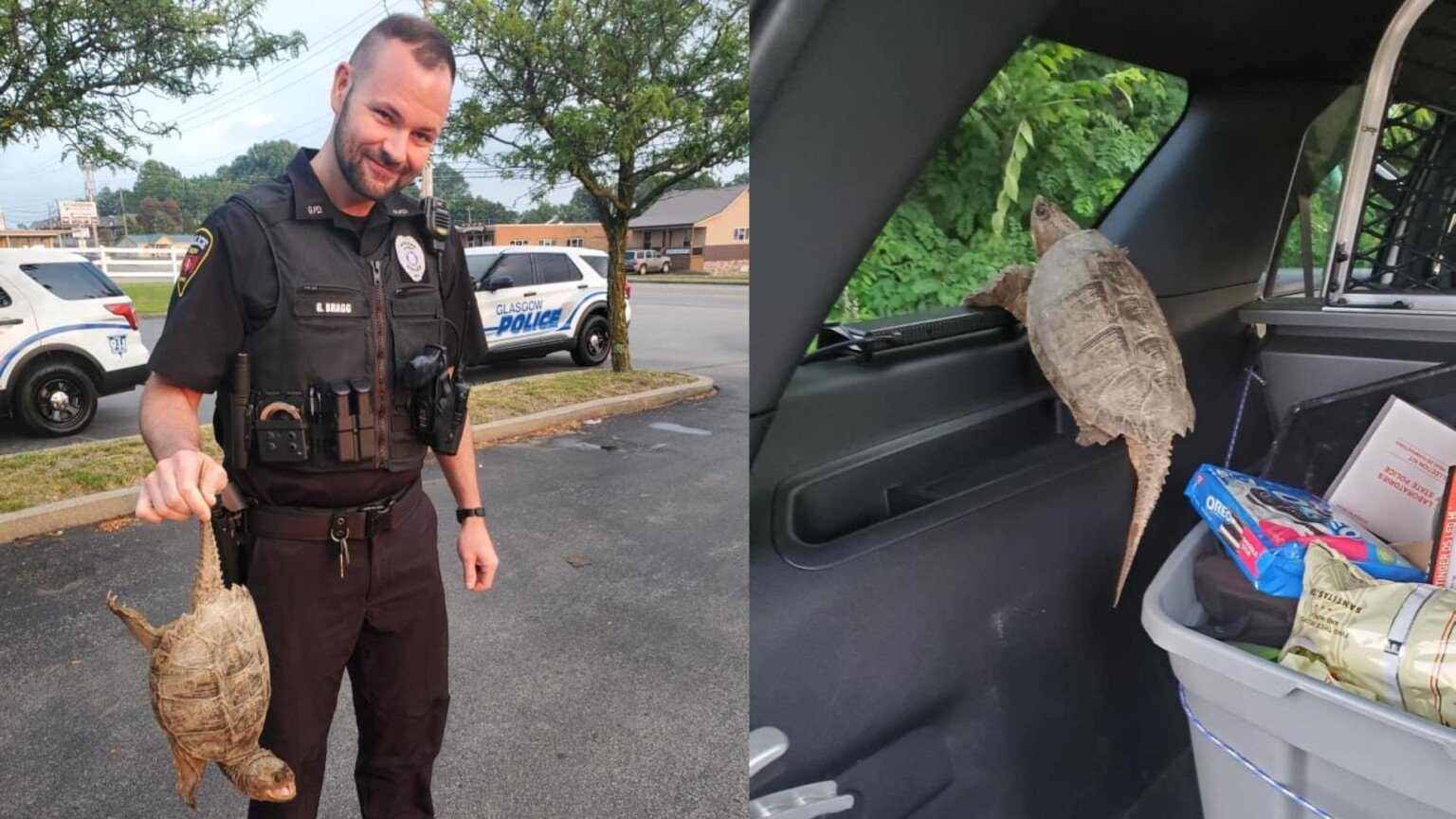 Glasgow police relocate turtle from parking lot - WNKY News 40 Television
