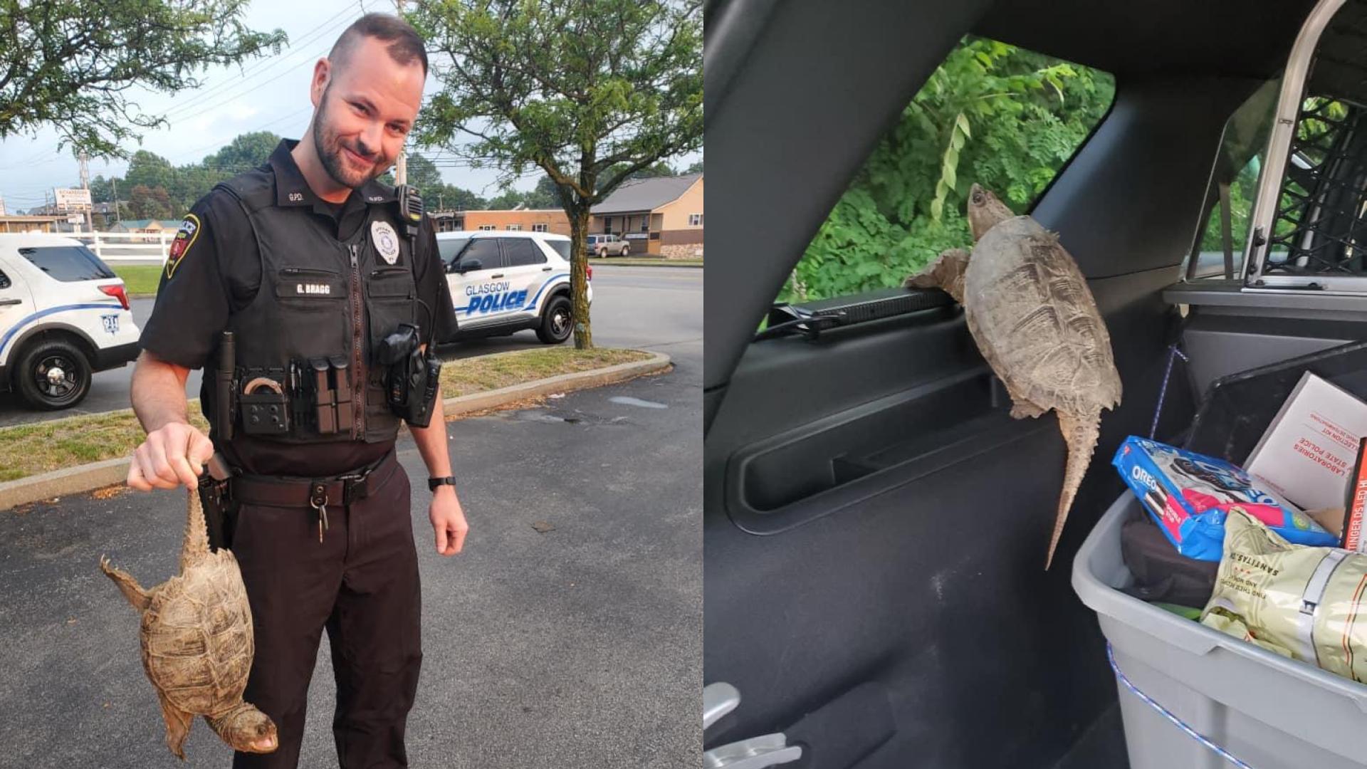 Glasgow police relocate turtle from parking lot - WNKY News 40 Television