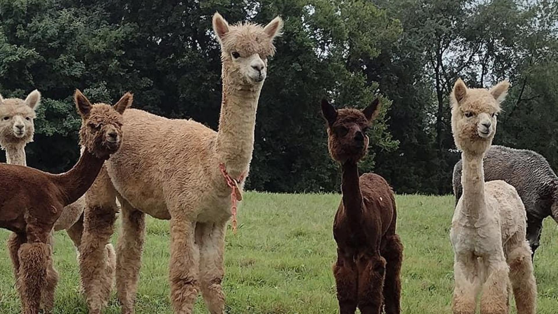 Kentucky is celebrating Alpaca Fleece and Fiber Month - WNKY News 40 ...