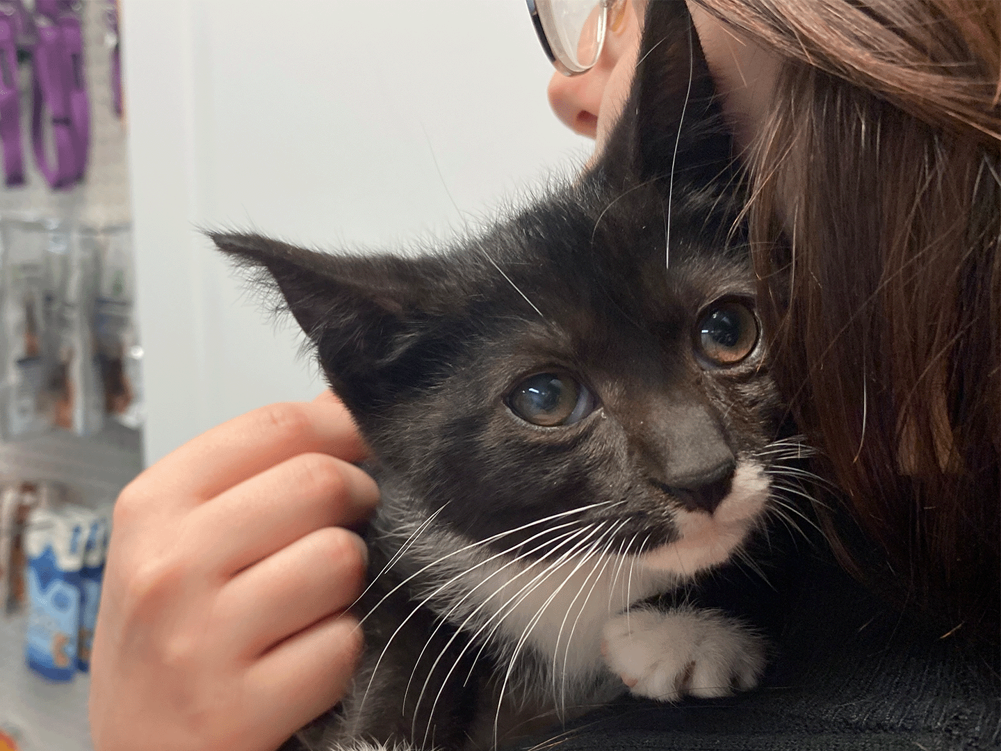 Pet of the Day: Nick - WNKY News 40 Television