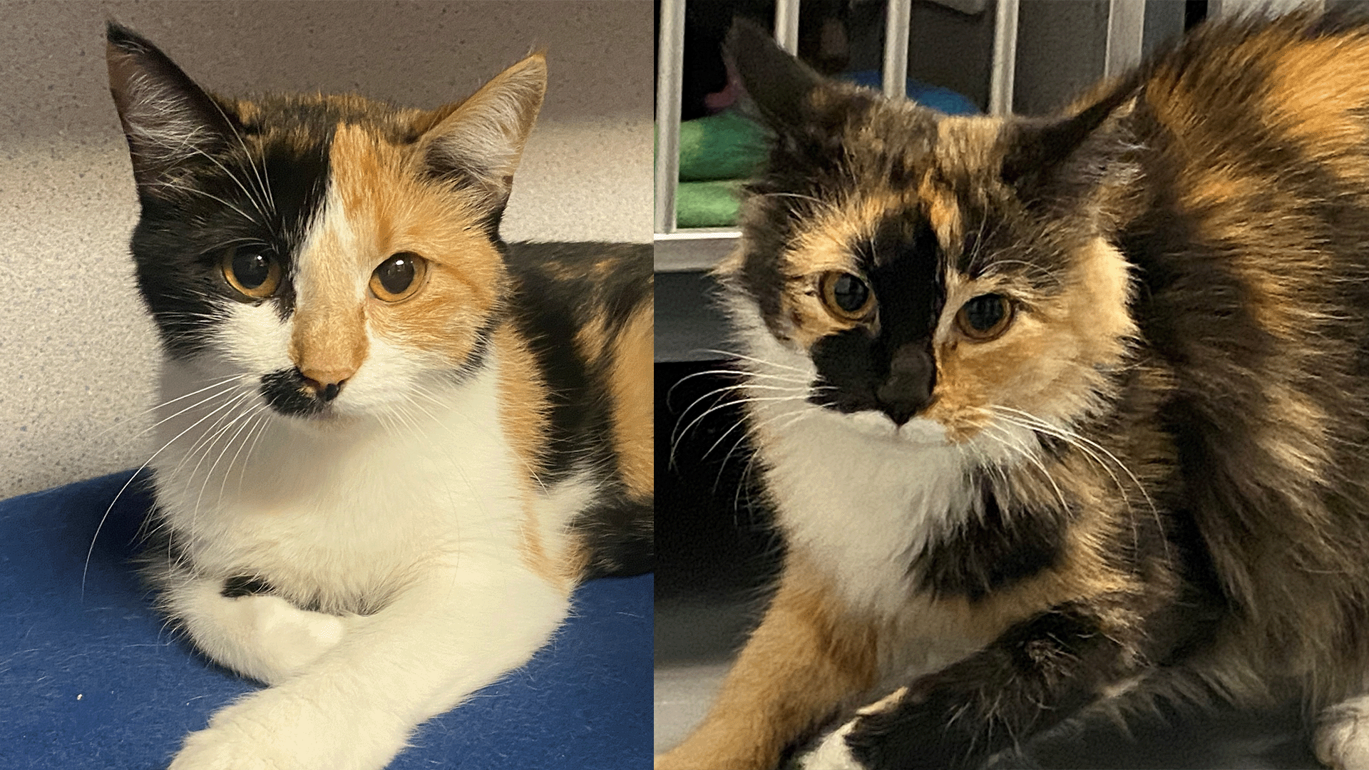 Pet of the Day: Bella and Stella - WNKY News 40 Television