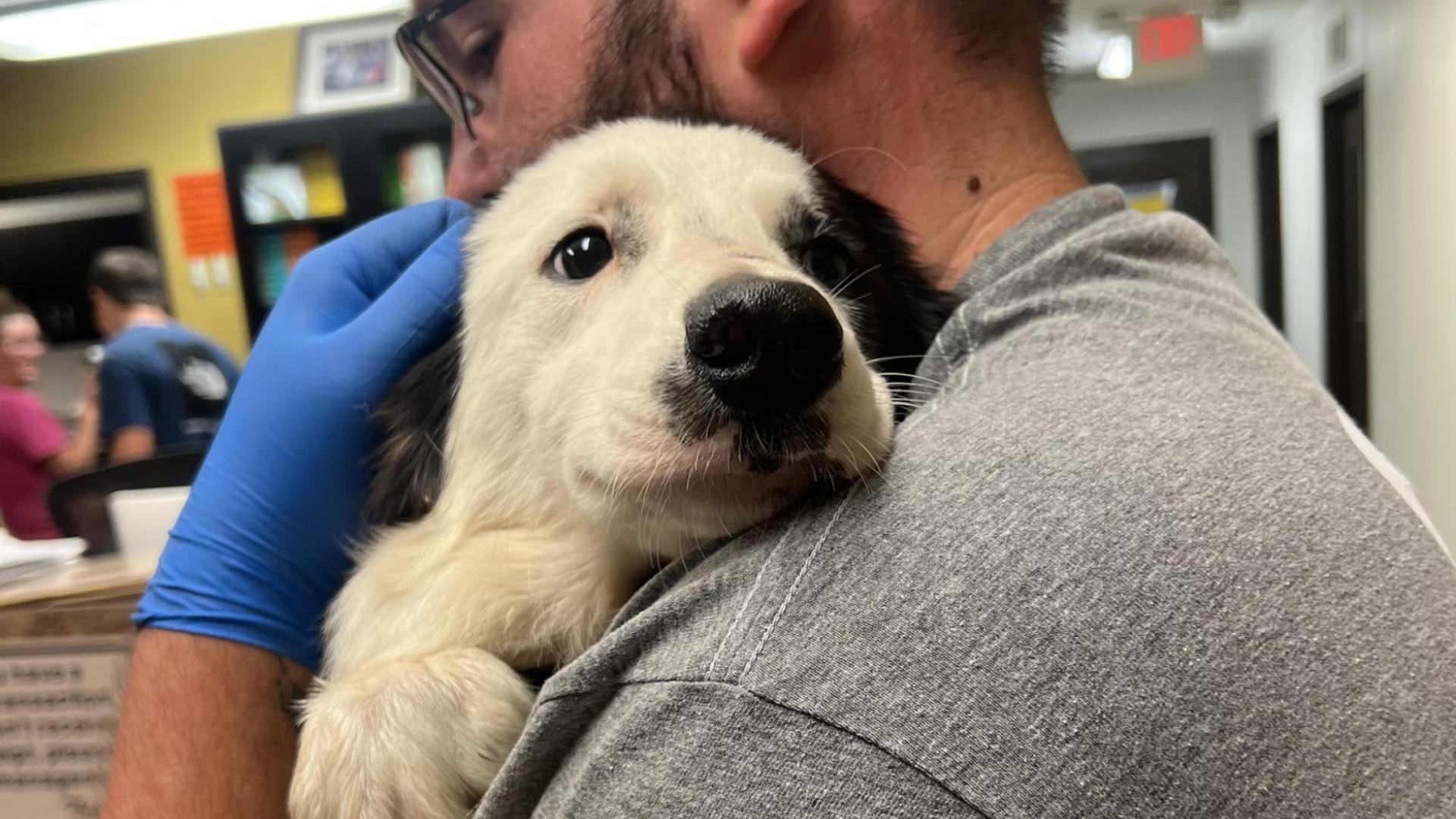 UPDATE: More than 70 dogs rescued from hoarding conditions in Edmonson ...