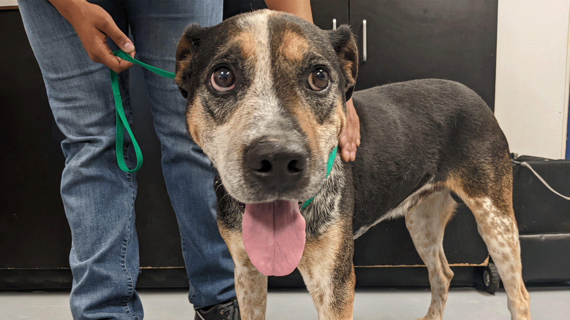 Pet of the Day: Woody - WNKY News 40 Television