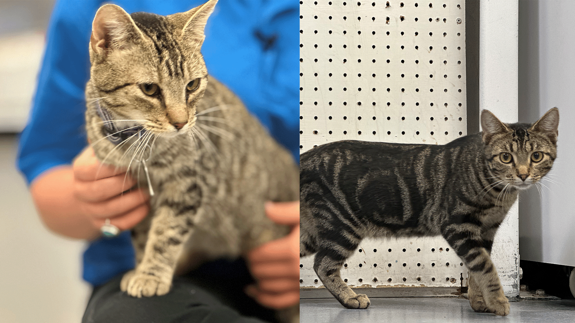 Pet of the Day: Freckles and Bugger - WNKY News 40 Television