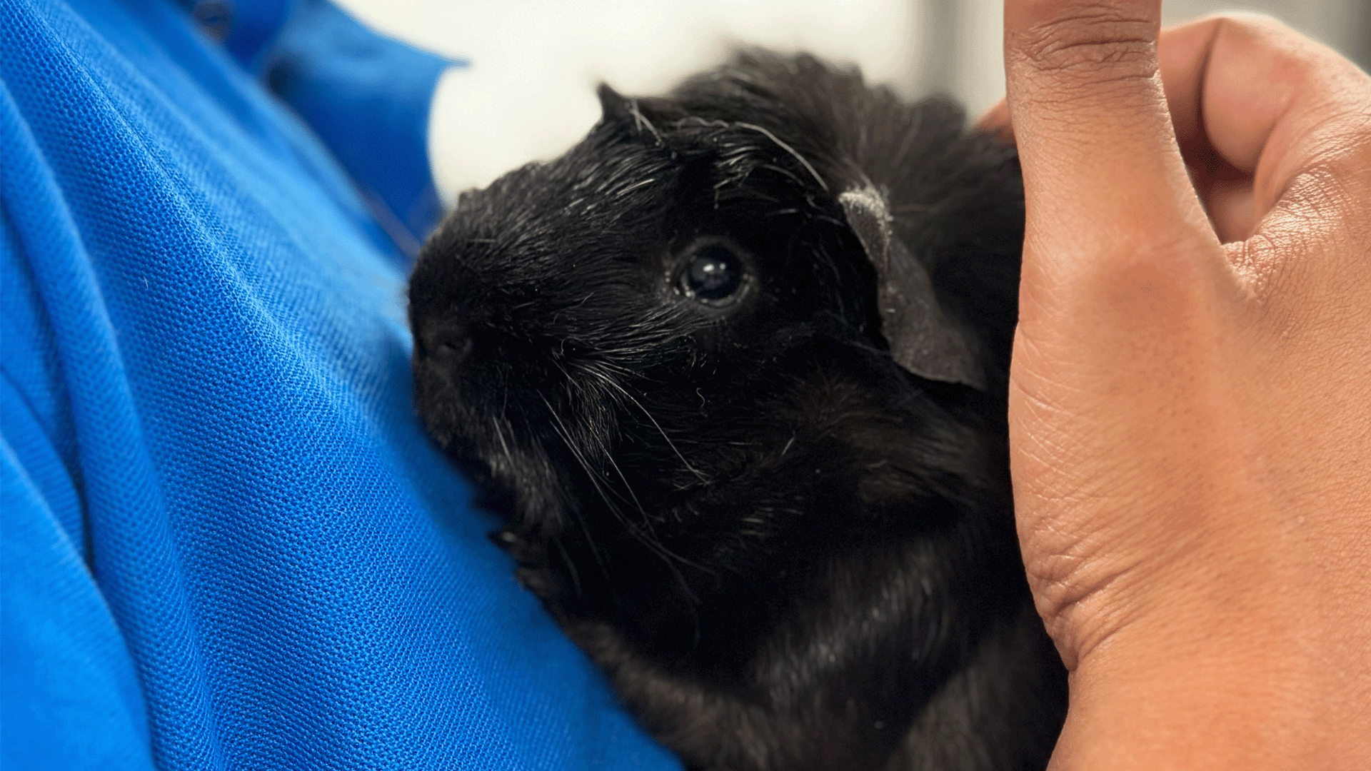 Pet of the Day: Oreo - WNKY News 40 Television