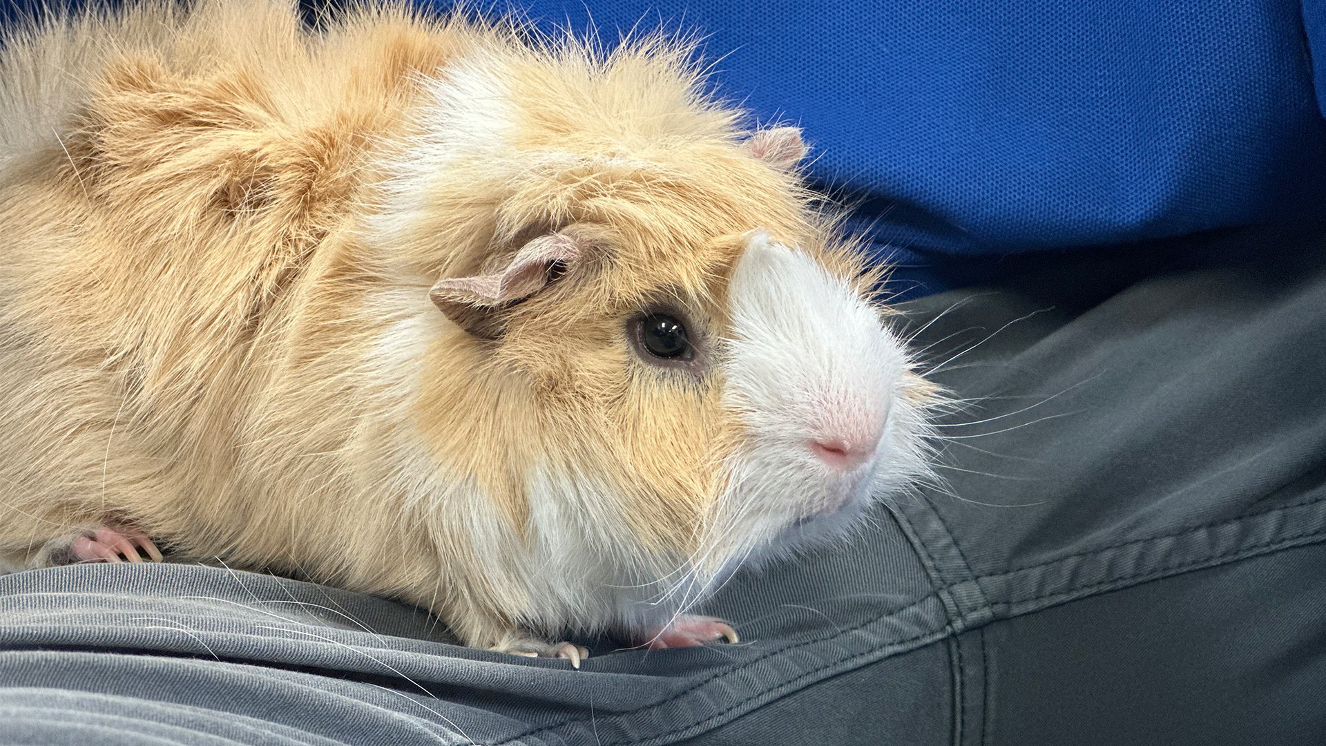Pet of the Day: Goober - WNKY News 40 Television